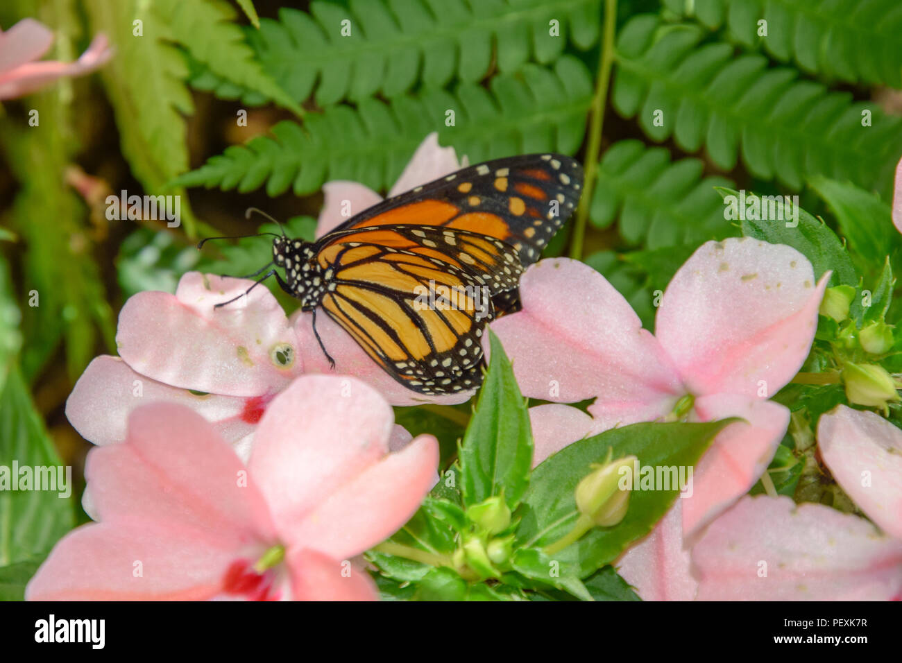 New Hampshire Butterfly Stock Photo - Alamy