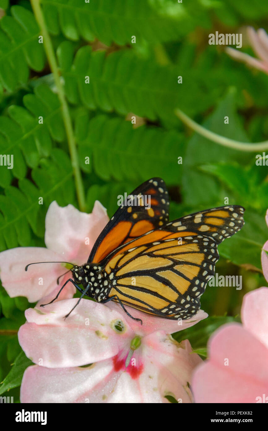 Hampshire butterfly hi-res stock photography and images - Alamy