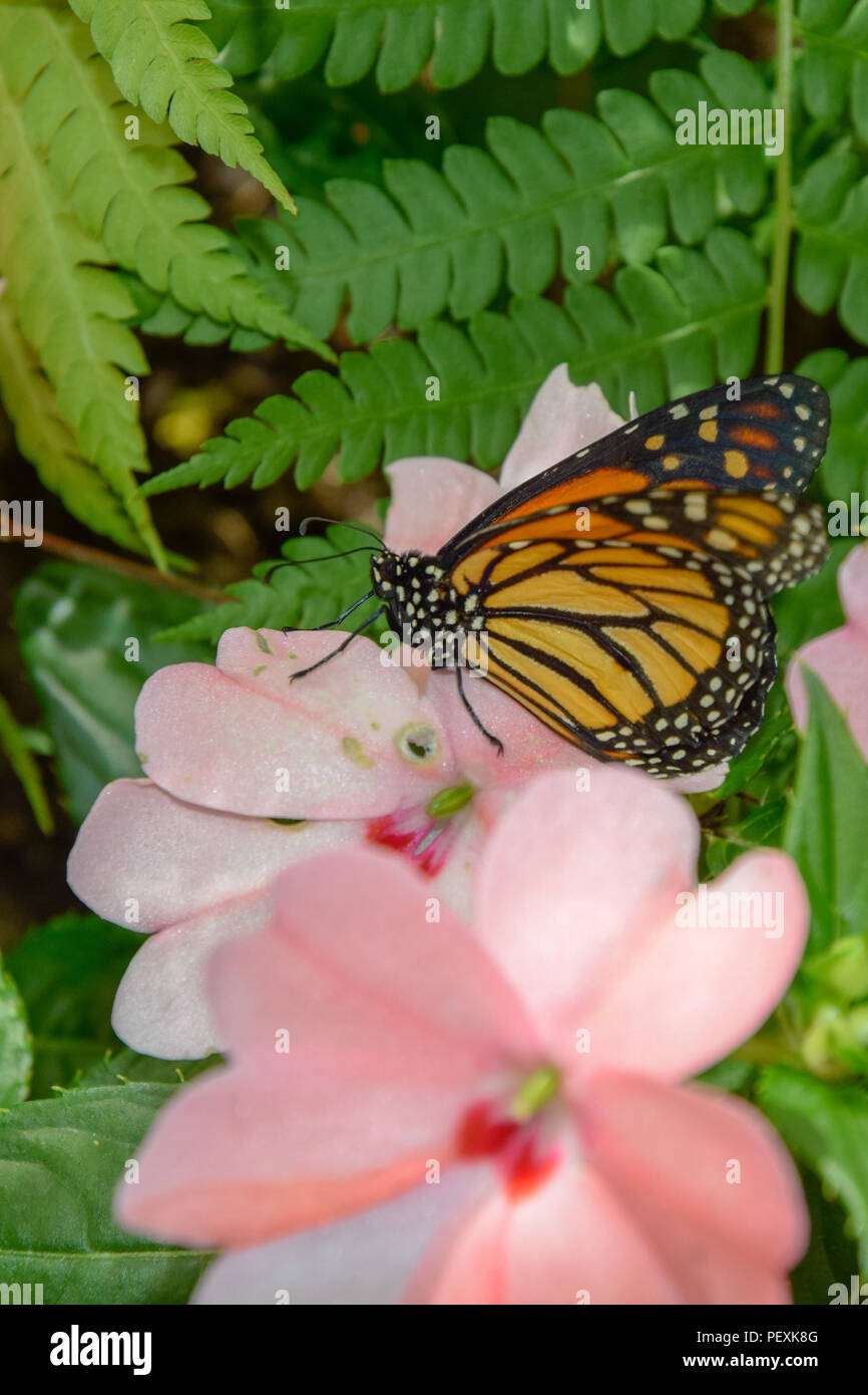 New Hampshire Butterfly Stock Photo - Alamy