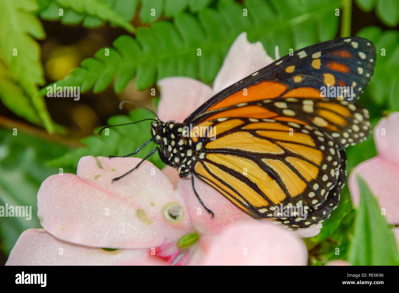 Hampshire butterfly hi-res stock photography and images - Alamy