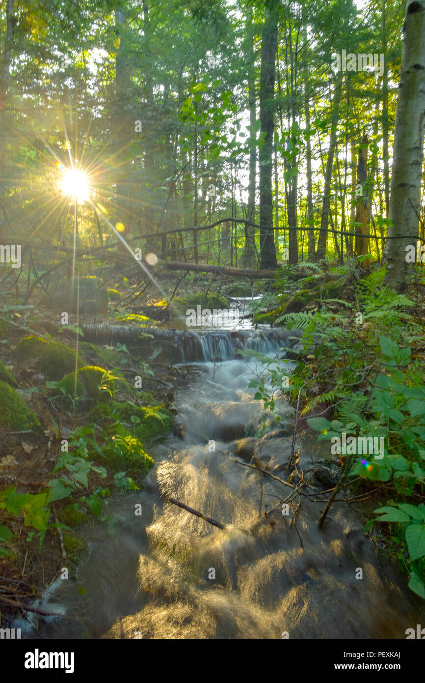 New Hampshire's Forest Stock Photo - Alamy