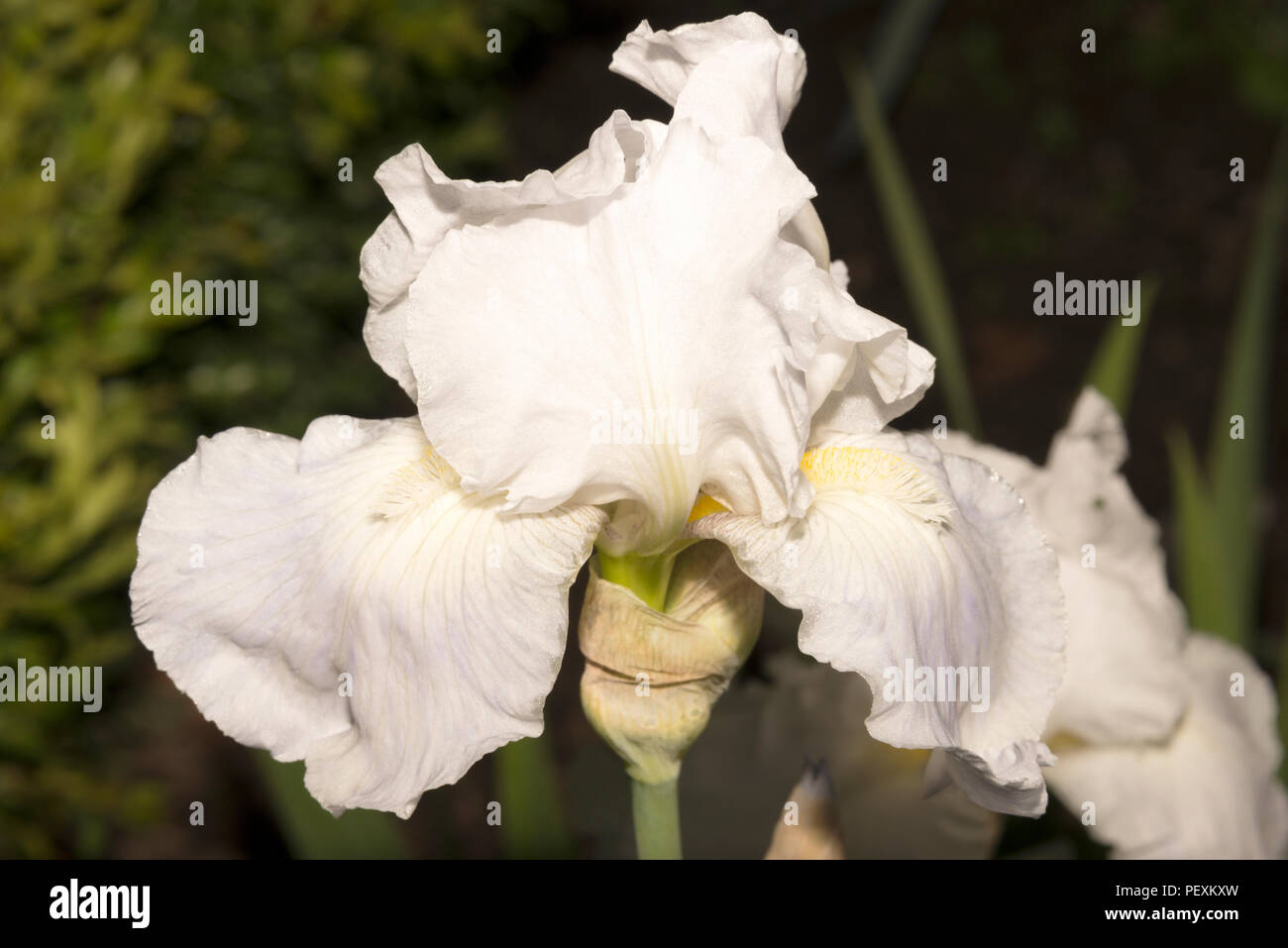 Tall Bearded Iris Stock Photo - Alamy Tall Bearded Iris Stock Photo - Alamy