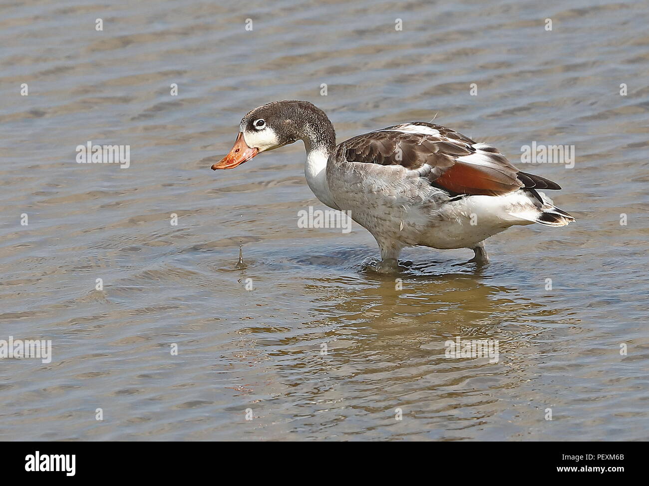 Common Shelduck (Tadorna tadorna) immature feeding in shallow water ...