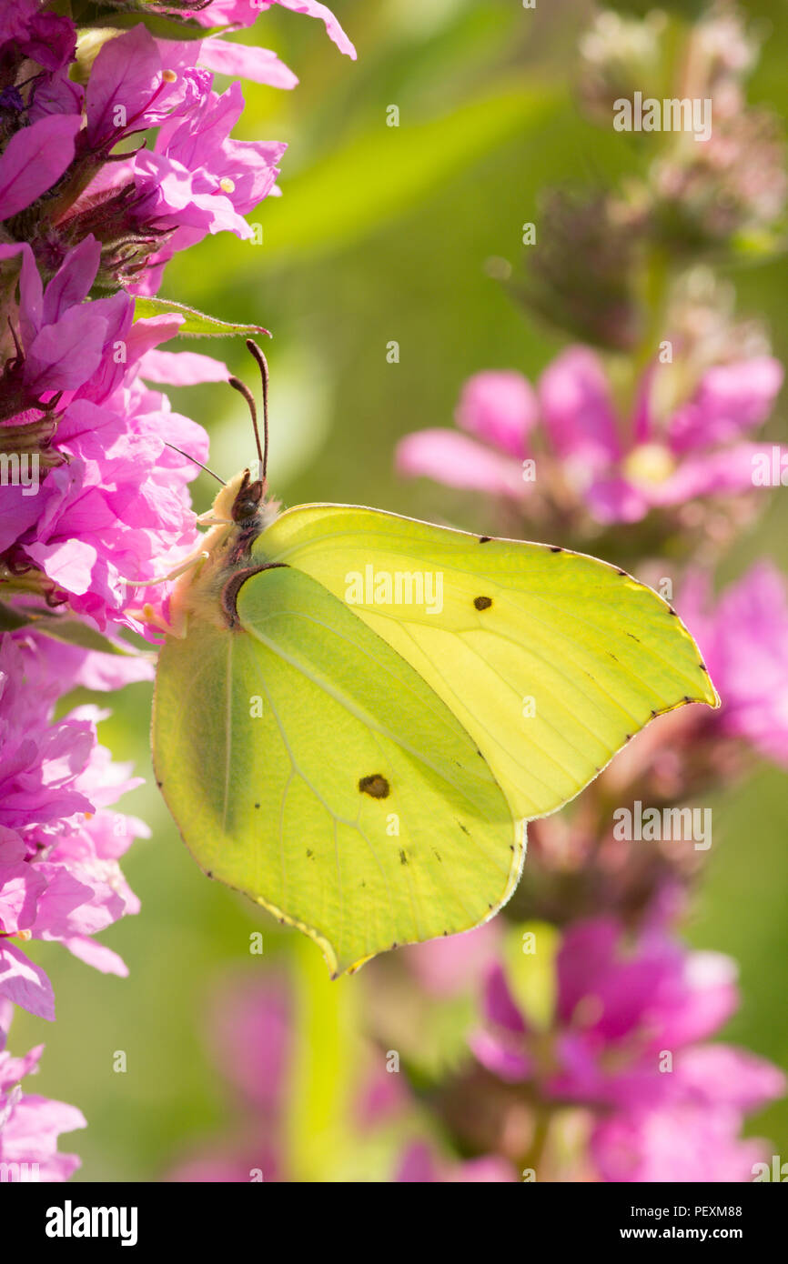 Brimstone butterfly, Gonepteryx rhamni, on Purple Loosestrife, Lythrum ...