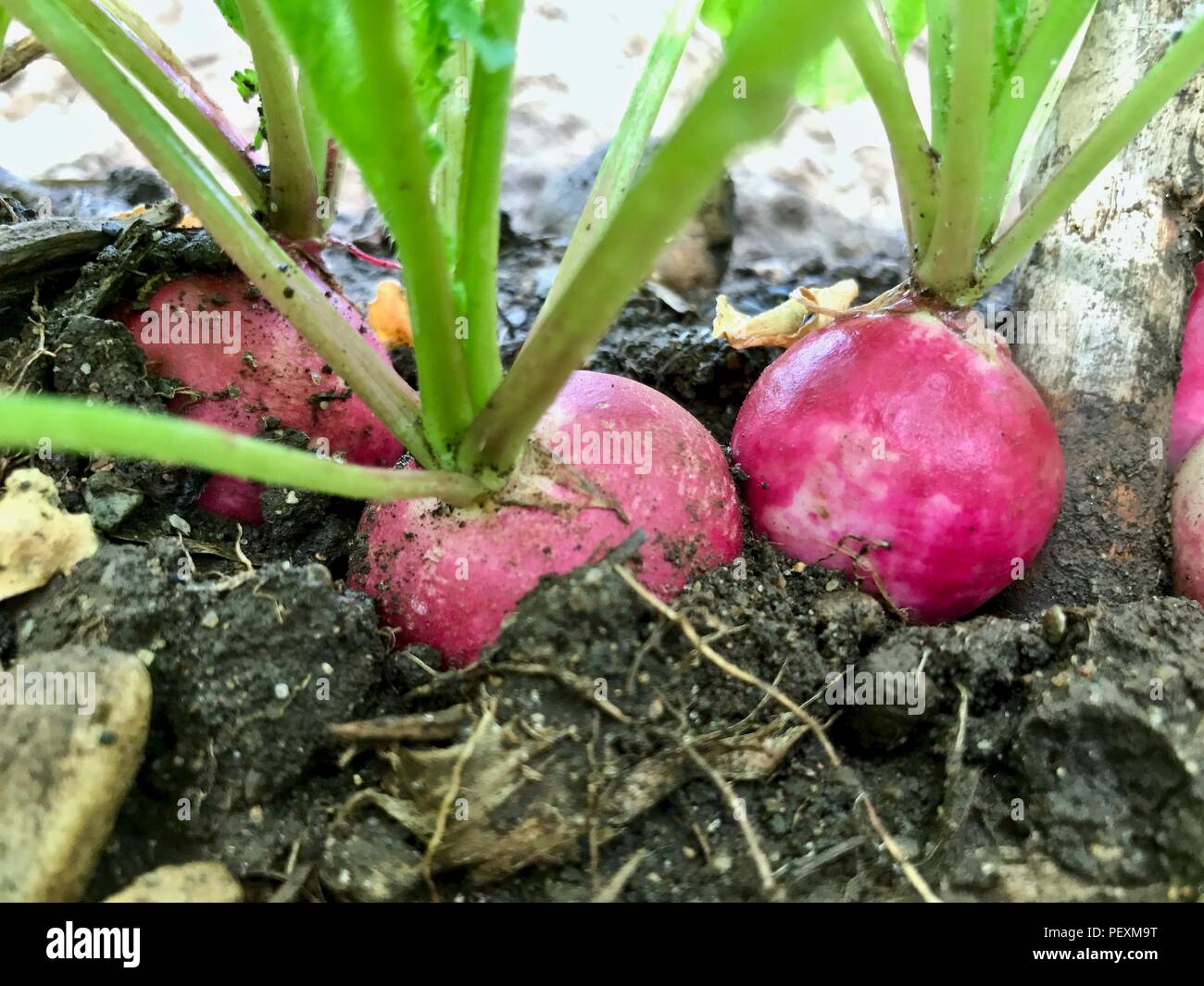 Radishes in a garden Stock Photo - Alamy
