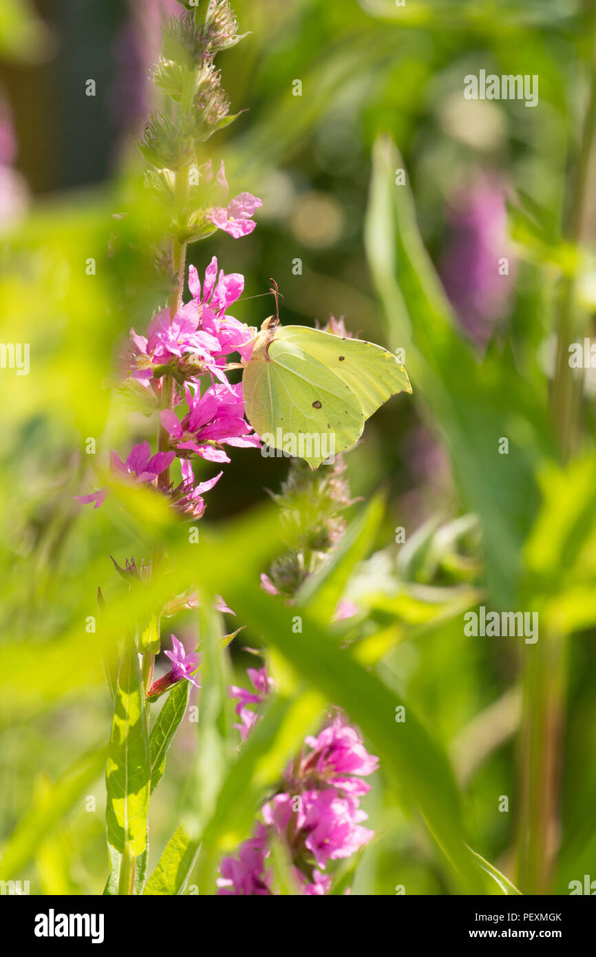 Brimstone butterfly, Gonepteryx rhamni, on Purple Loosestrife, Lythrum ...