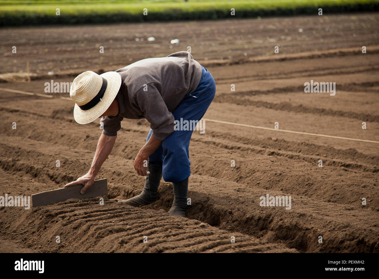 Farmer working in field, Tokyo, Japan Stock Photo - Alamy