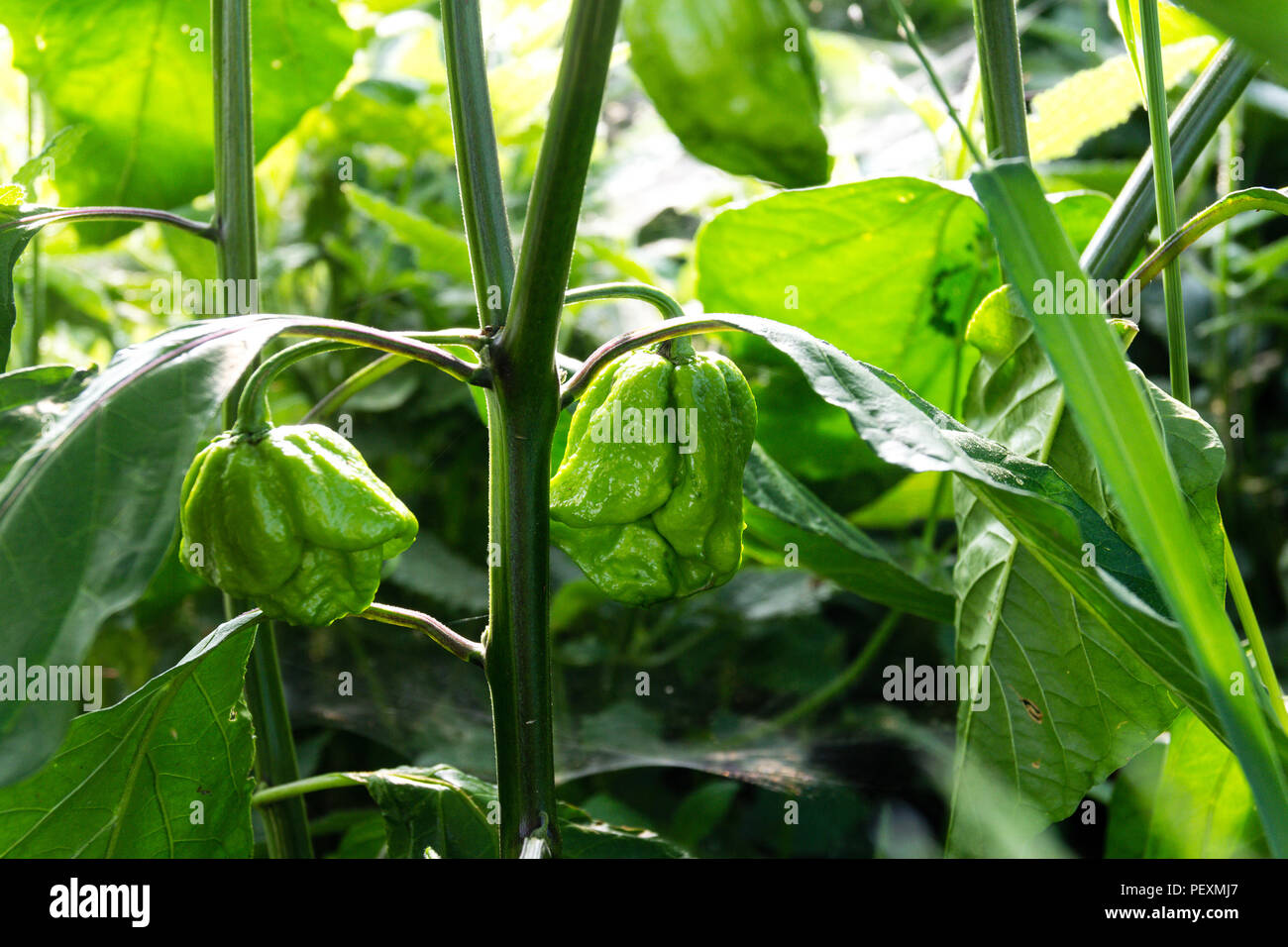 Trinidad moruga scorpion hi-res stock photography and images - Alamy