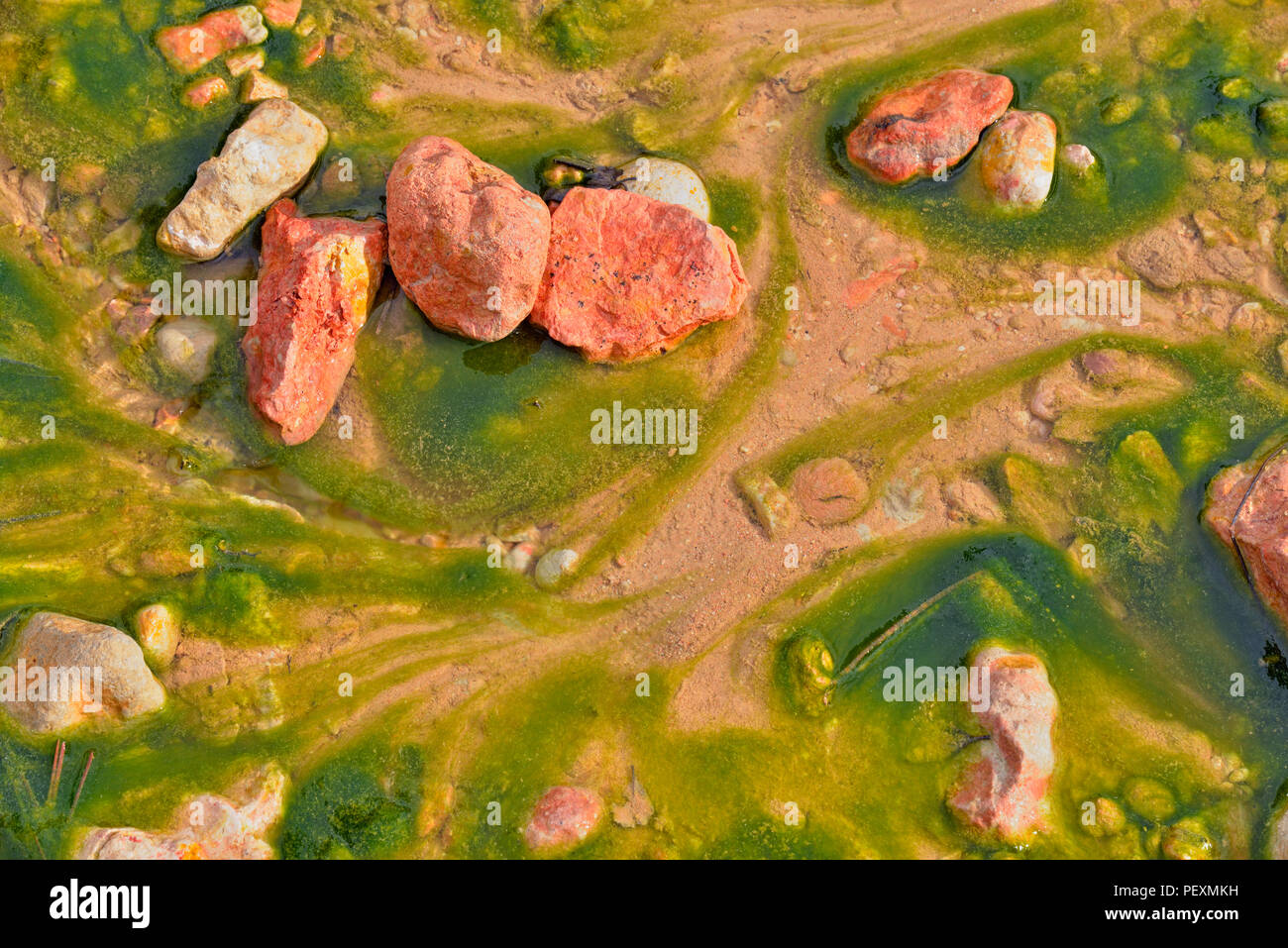 Algae colonies in the creek at Water Canyon, Bryce Canyon National Park ...