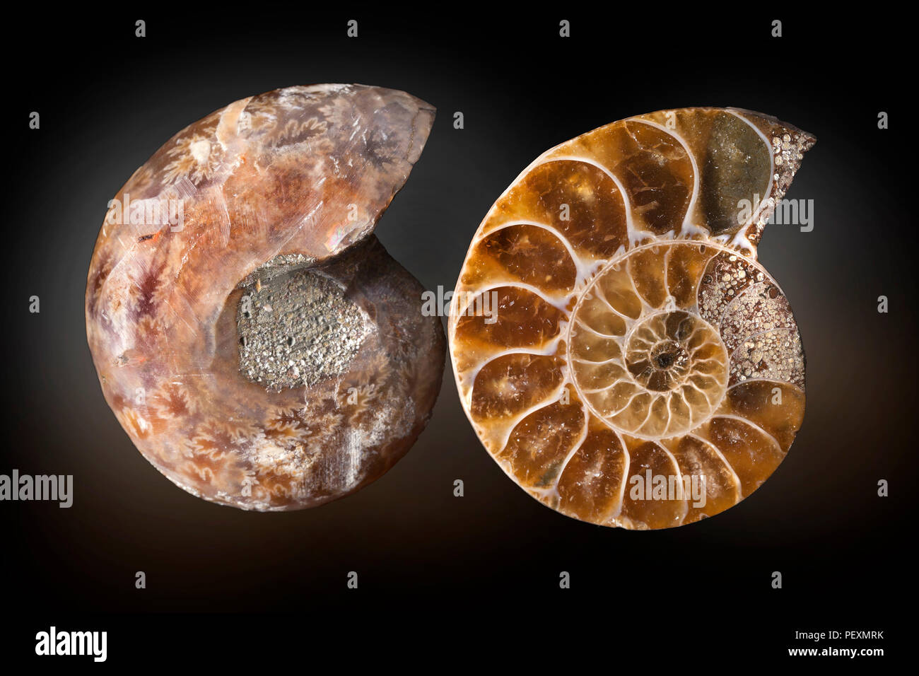 Ammonoidea, fossil ammonite, split open to show interior and exterior ... Ammonoidea, fossil ammonite, split open to show interior and exterior ...