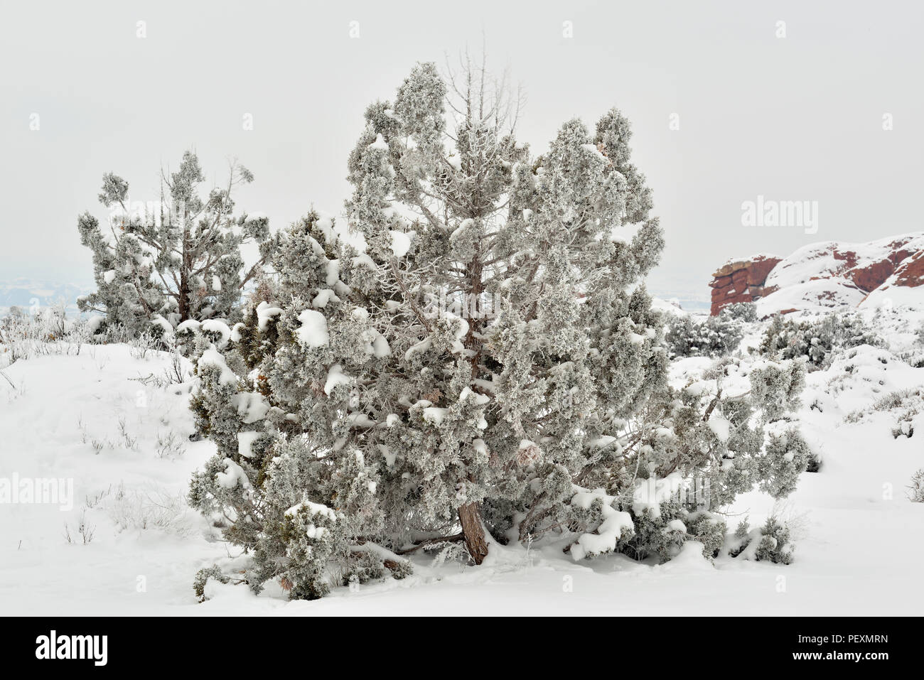 Frosted evergreens hi-res stock photography and images - Alamy