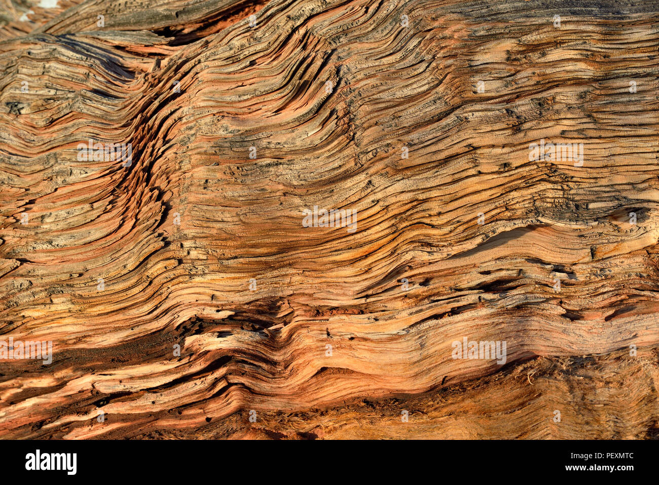 Juniper wood, Dead Horse Point State Park, Utah, USA Stock Photo - Alamy