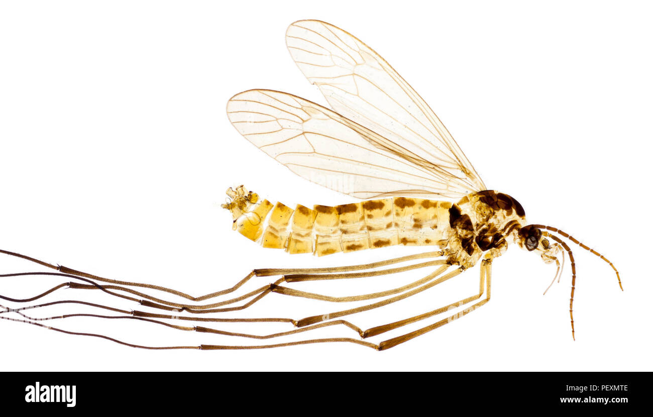 Cranefly, Tipula sp., brightfirld photomicrograph Stock Photo - Alamy