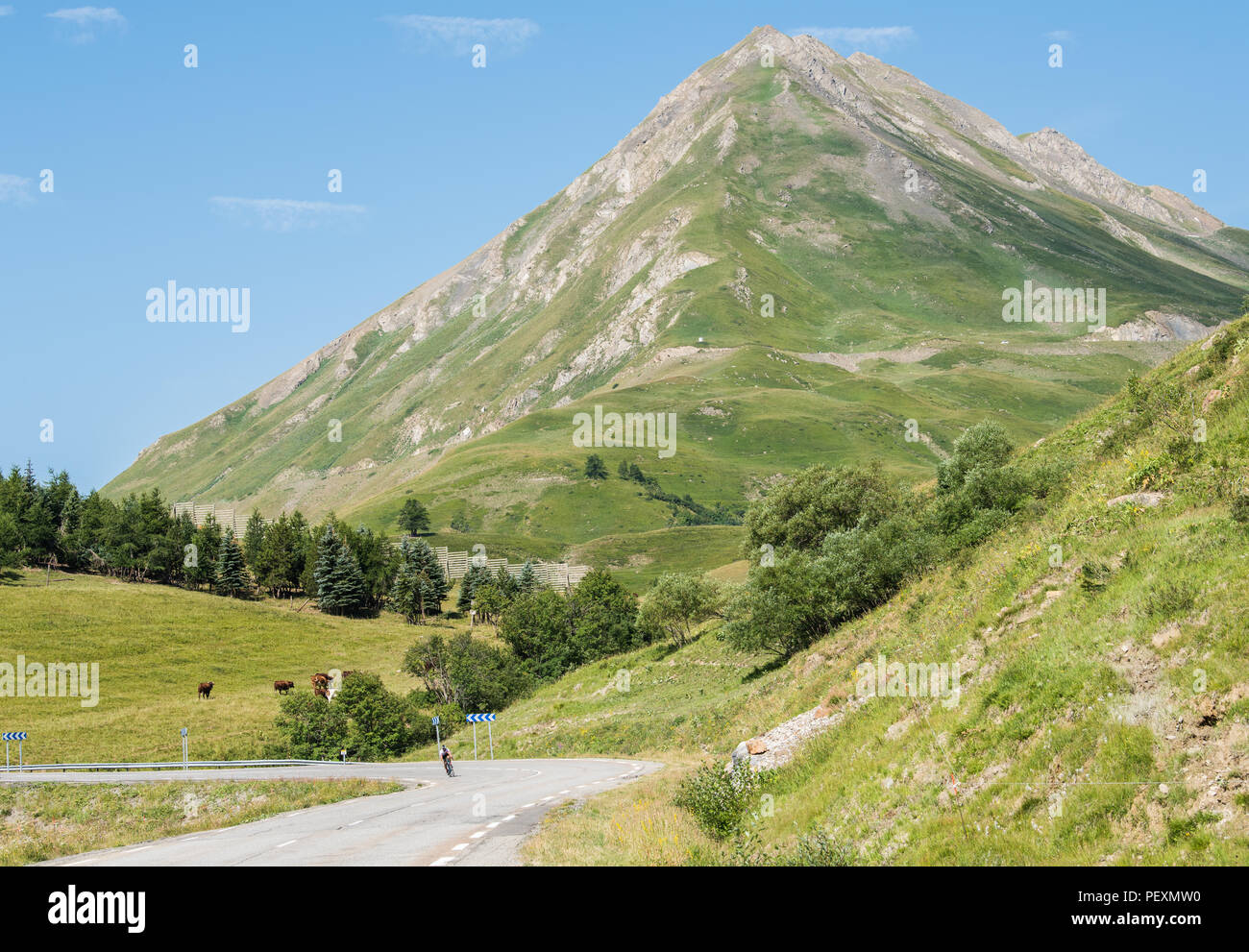 Alpine cattle graze on a meadow at the col du Lautaret in the french ...