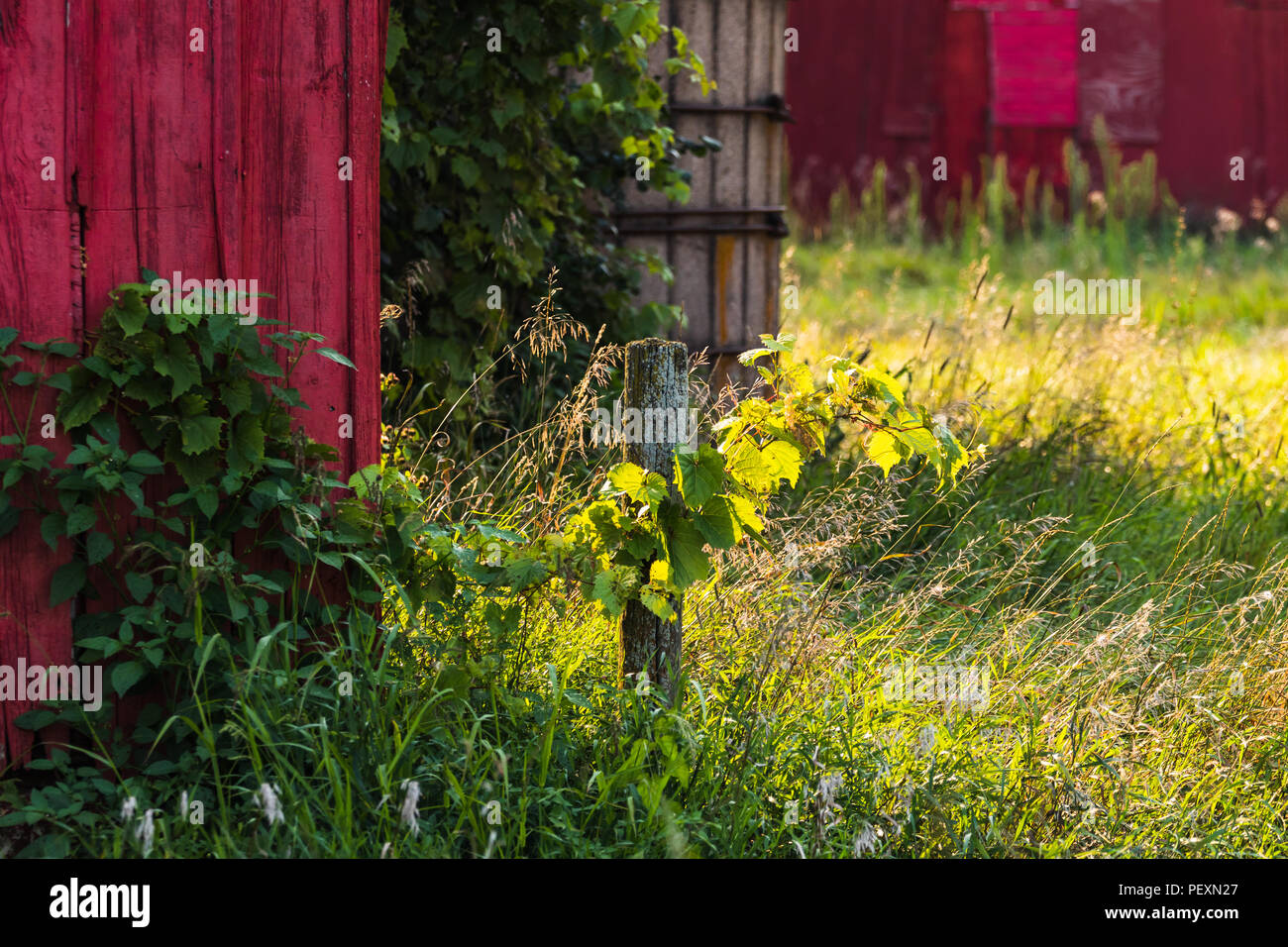 Glowing sunlight on a fence post and leaves Stock Photo - Alamy