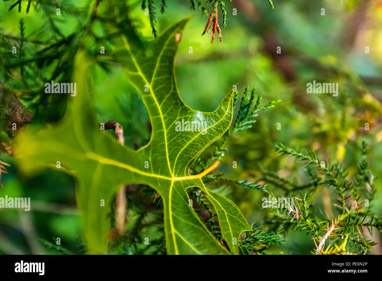 Close-up photo of a vibrant, green leaf hanging on a tree Stock Photo ...