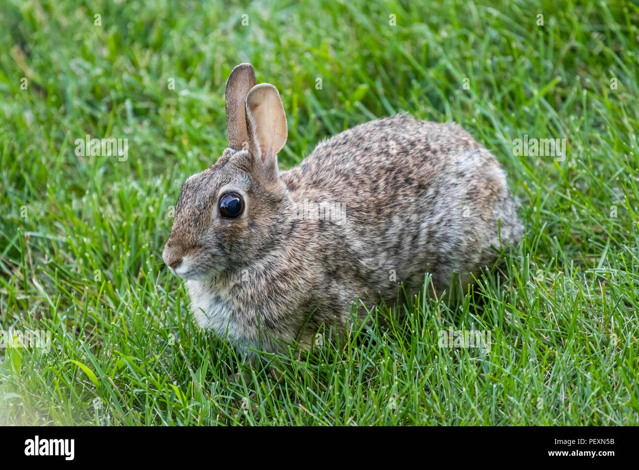 Photograph of a small brown rabbit sitting in green grass Stock Photo ...