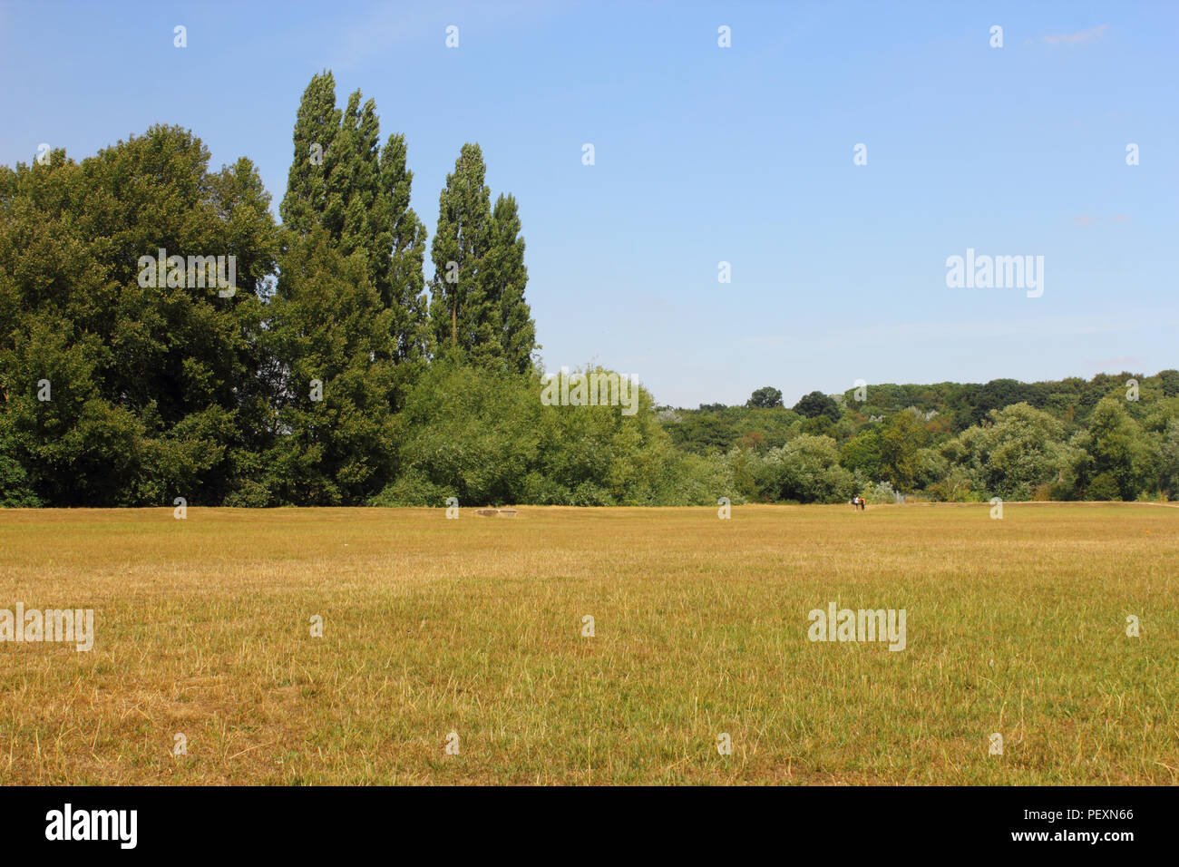 Hartham Common, Hertford in Hertfordshire. Sun scorched during the ...