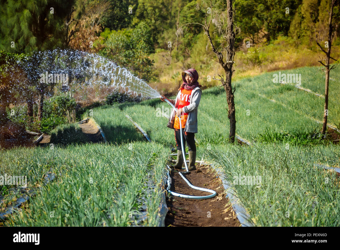 Farmer watering plantation, Bali, Indonesia Stock Photo - Alamy