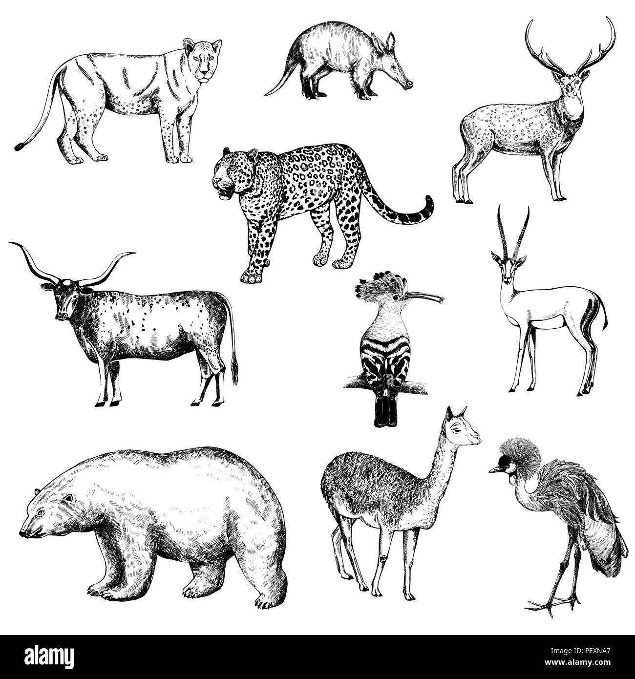 Set of hand drawn sketch style animals and birds isolated on white ...