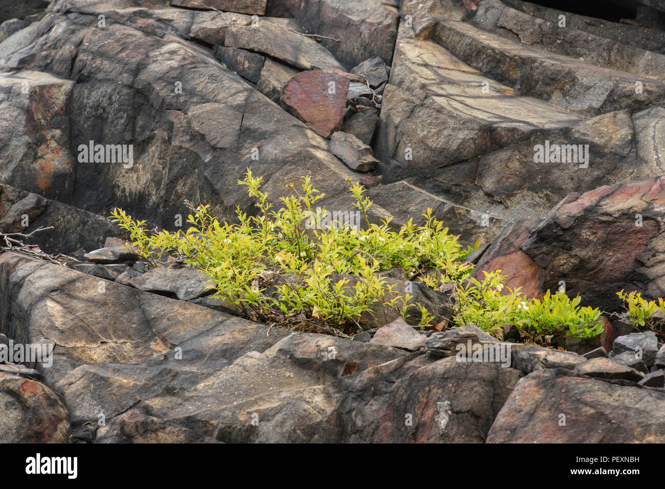 Low-bush blueberry (Vaccinium angustifolium) shrub, with flowers ...