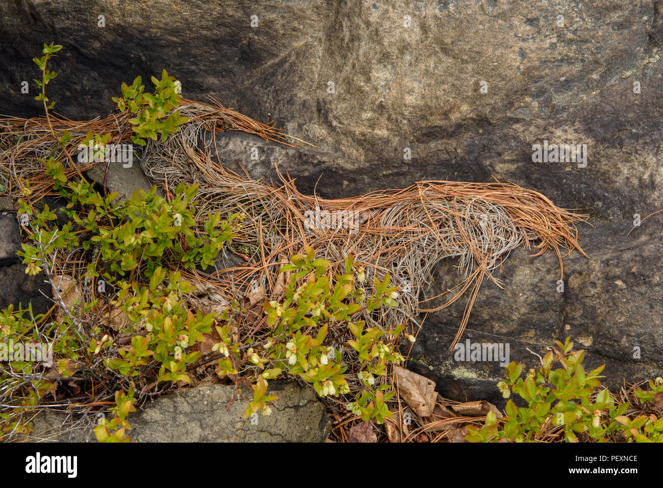 Low-bush blueberry (Vaccinium angustifolium) shrub, with flowers ...