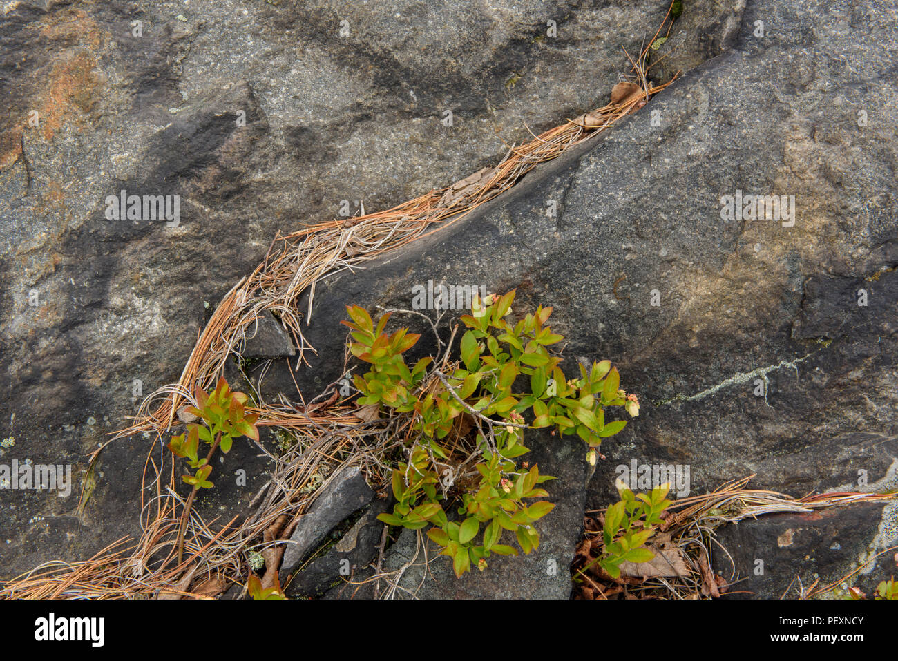 Low-bush blueberry (Vaccinium angustifolium) shrub, with flowers ...