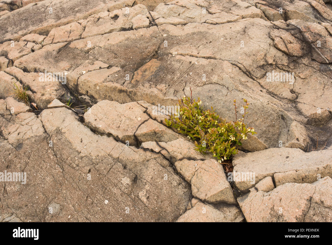 Low-bush blueberry (Vaccinium angustifolium) shrub, with flowers ...