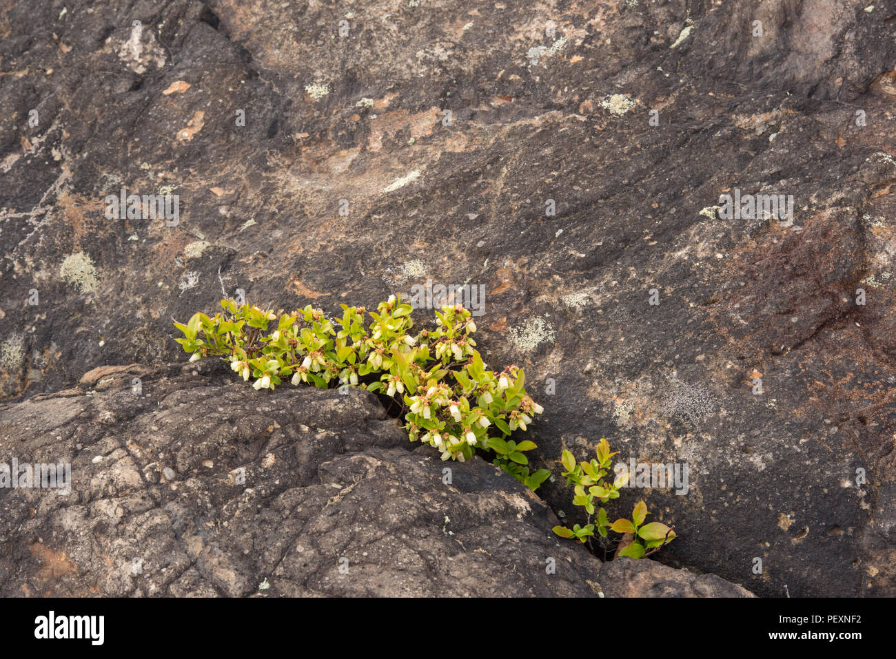 Low-bush blueberry (Vaccinium angustifolium) shrub, with flowers ...