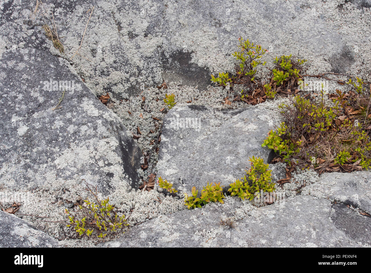 Low-bush blueberry (Vaccinium angustifolium) shrub, with flowers ...