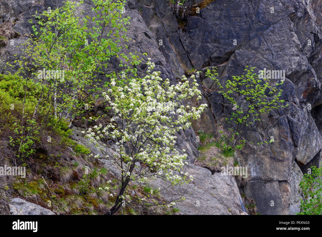 Flowering pincherry (Prunus pennsylvanica) at the base of a rock ...