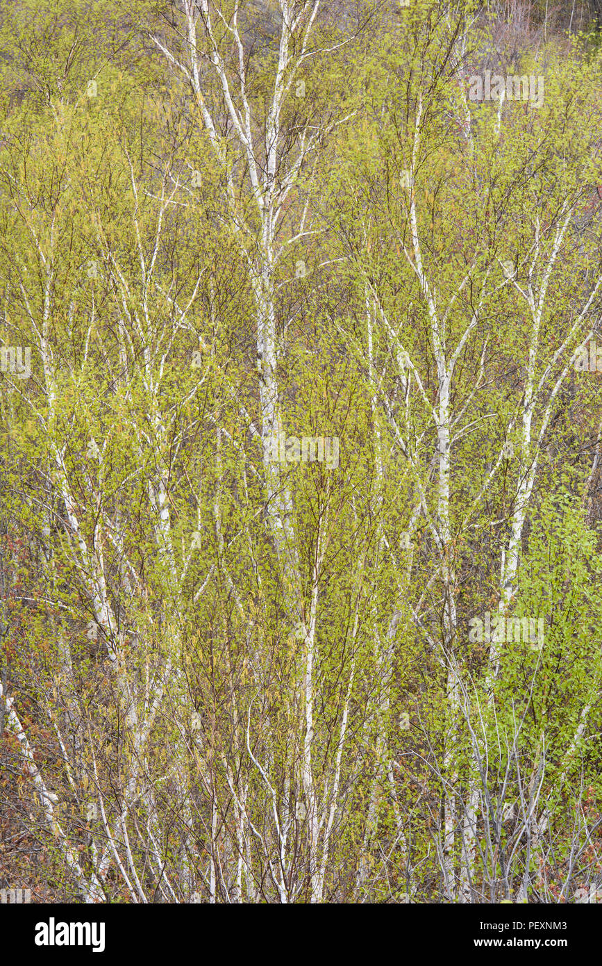 Emerging foliage in a white birch tree (Betula papyrifera), Greater ...