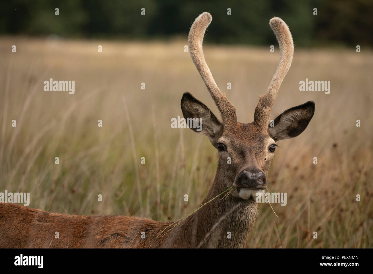 Deer eating grass hi-res stock photography and images - Alamy