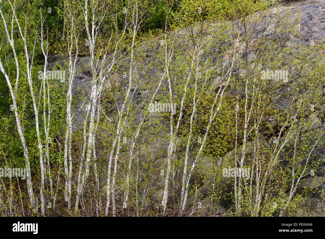 White birch trees (Betula papyrifera) displaying emerging spring ...