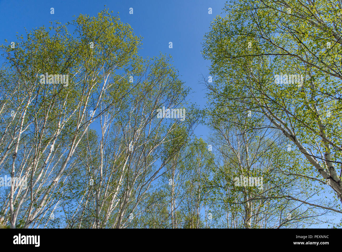 Young Birch Trees In Spring High Resolution Stock Photography and ...
