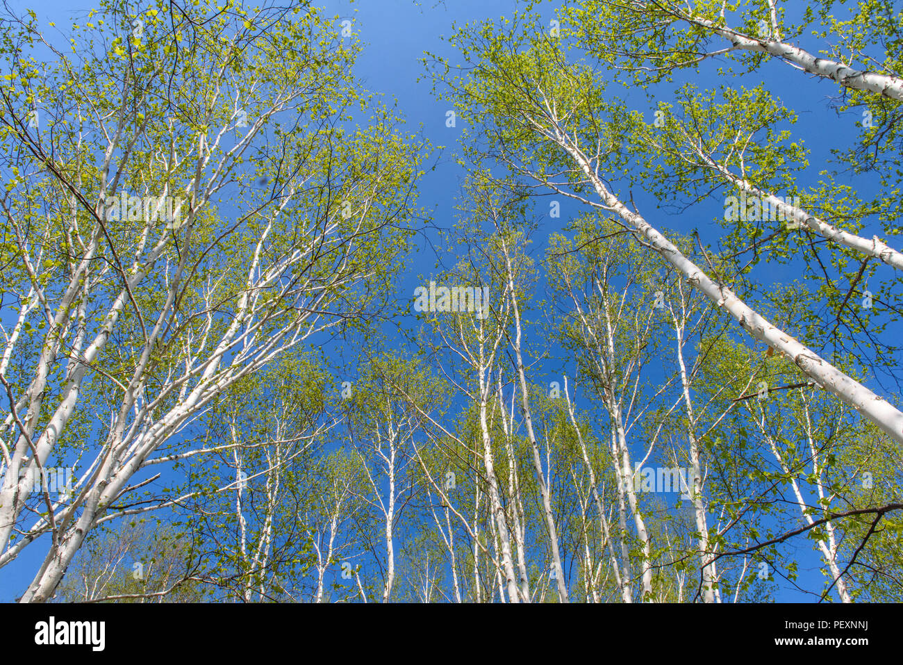 Young birch trees in spring hi-res stock photography and images - Alamy