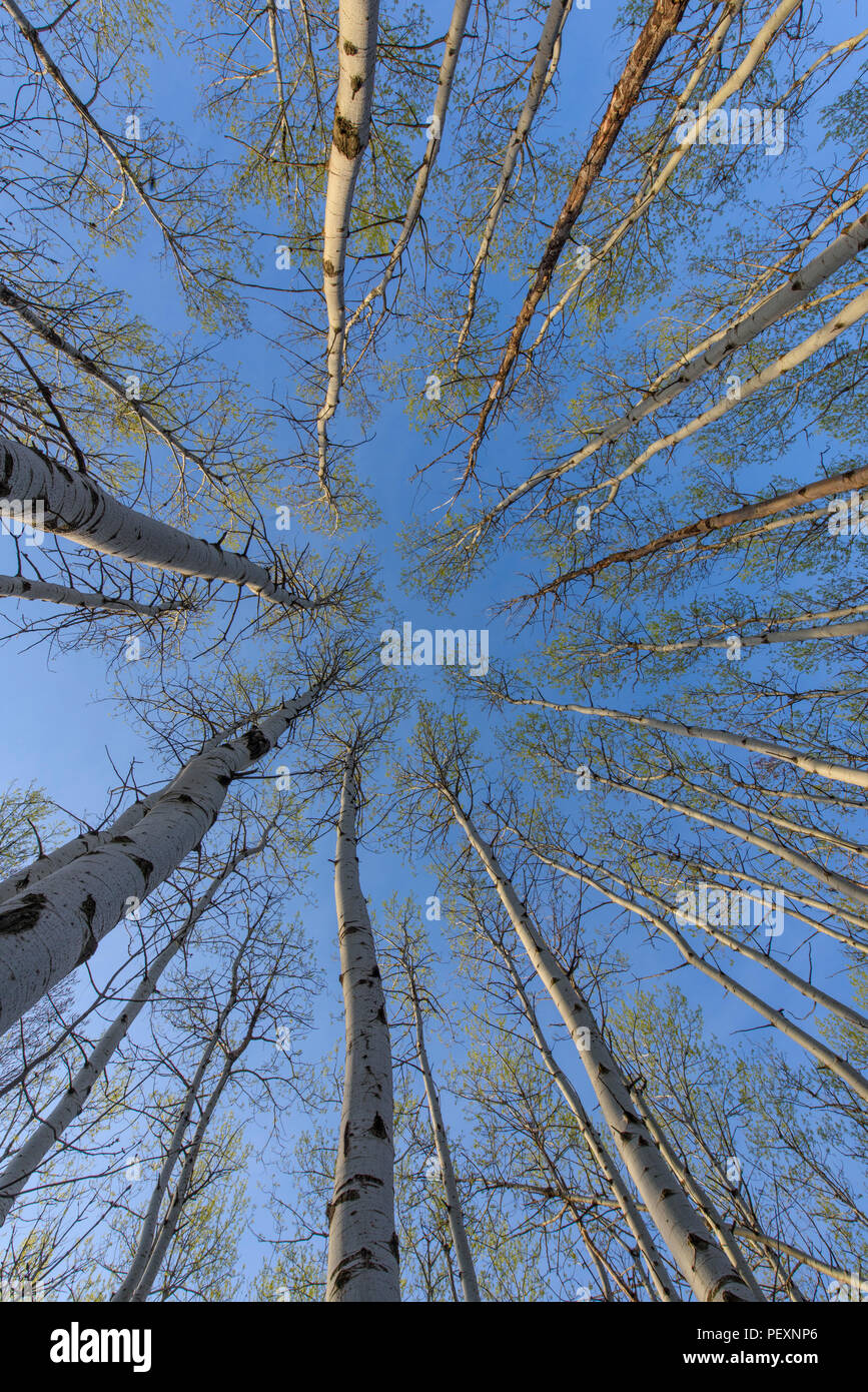 Looking up tall aspen trees hi-res stock photography and images - Alamy