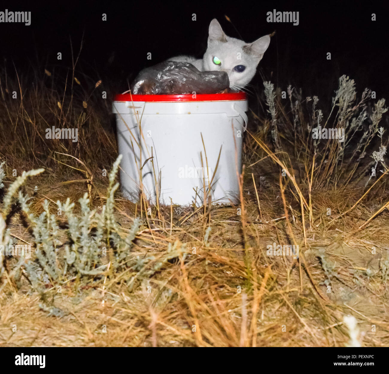 A white cat at night is looking for food. A cat next to a white bucket ...