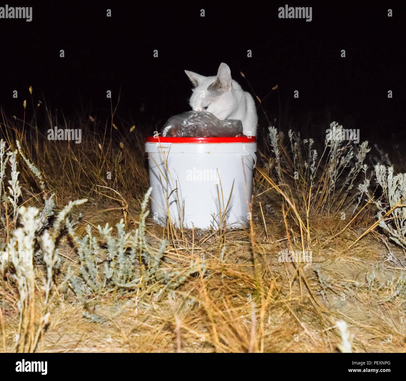 A white cat at night is looking for food. A cat next to a white bucket ...