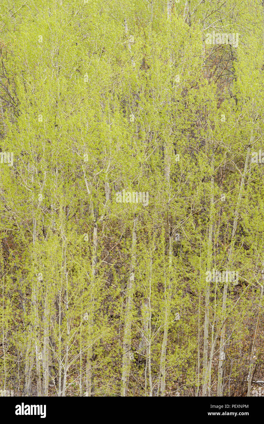 Looking up tall aspen trees hi-res stock photography and images - Alamy