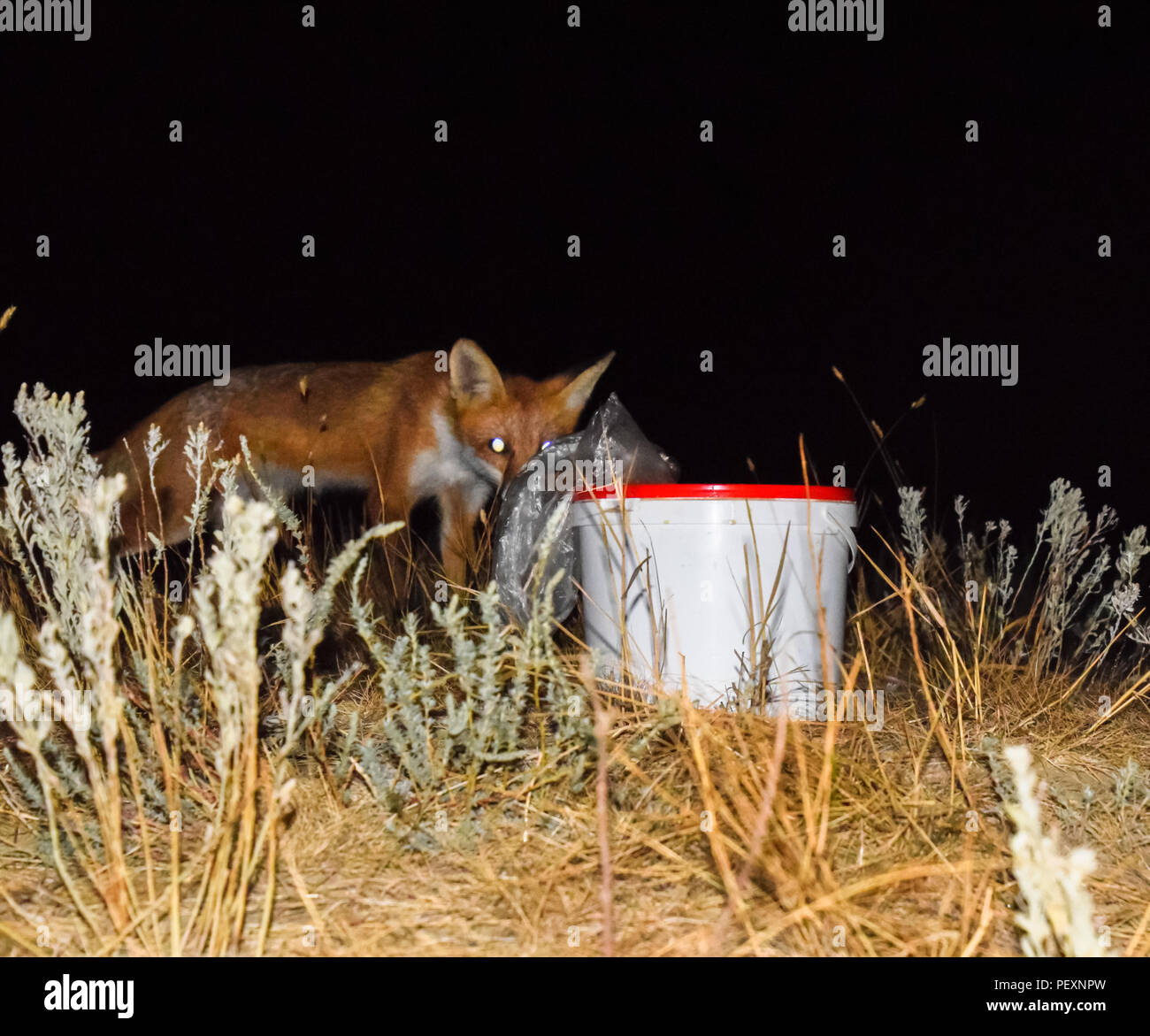 The fox at night is looking for food. The fox is next to a white bucket ...