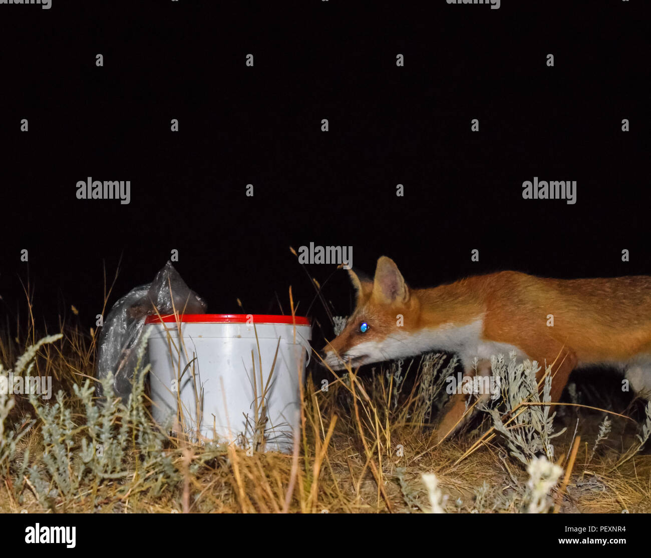 The fox at night is looking for food. The fox is next to a white bucket ...