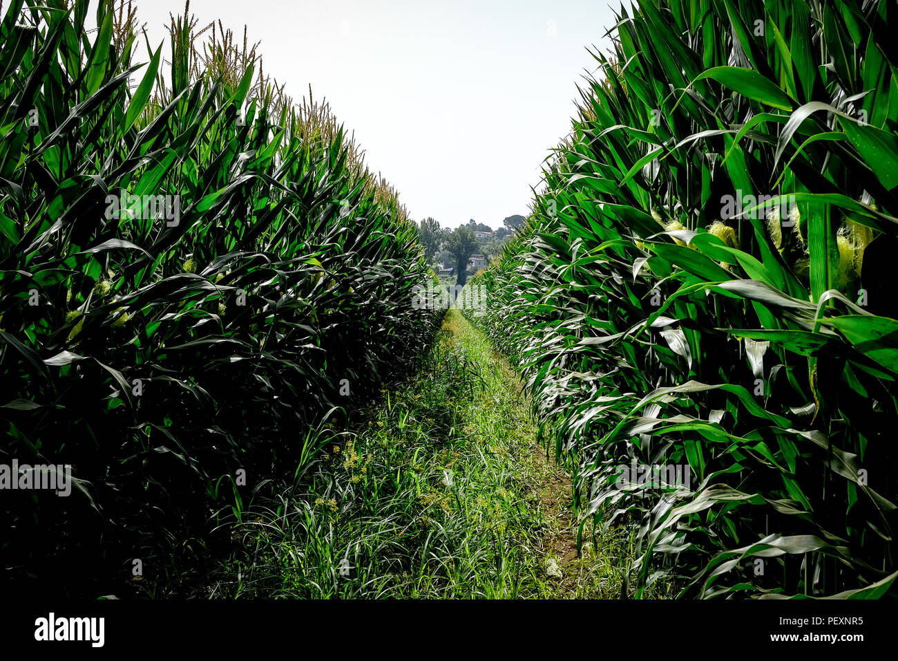 Corn plantation hi-res stock photography and images - Alamy