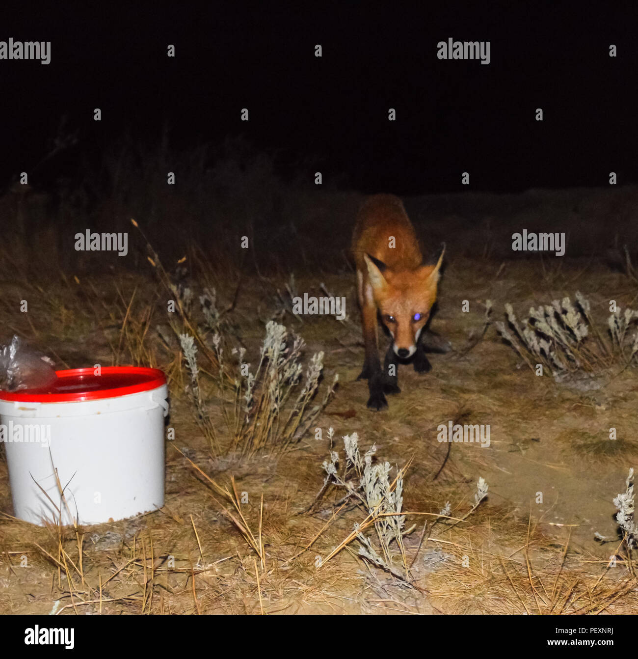 The fox at night is looking for food. The fox is next to a white bucket ...