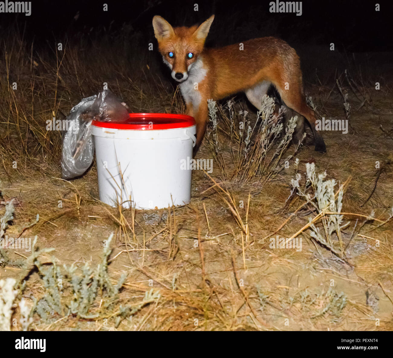 The fox at night is looking for food. The fox is next to a white bucket ...