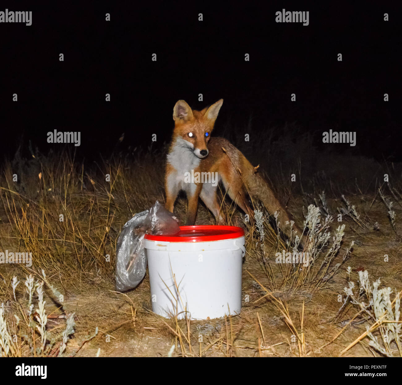 The fox at night is looking for food. The fox is next to a white bucket ...