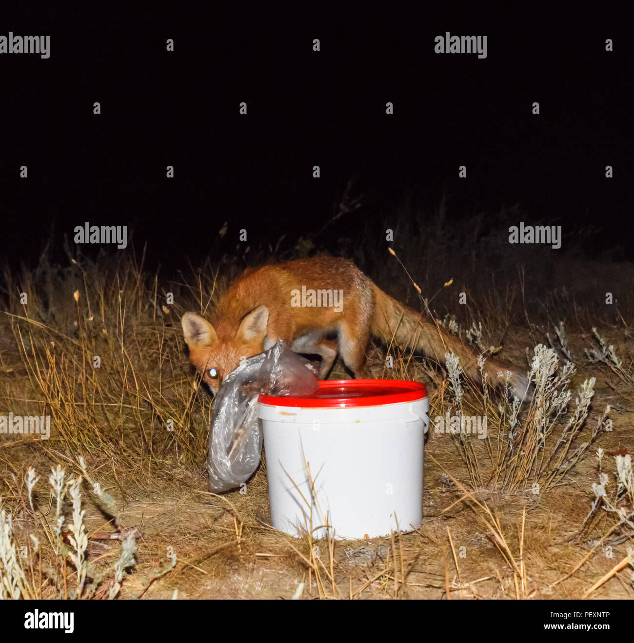 The fox at night is looking for food. The fox is next to a white bucket ...