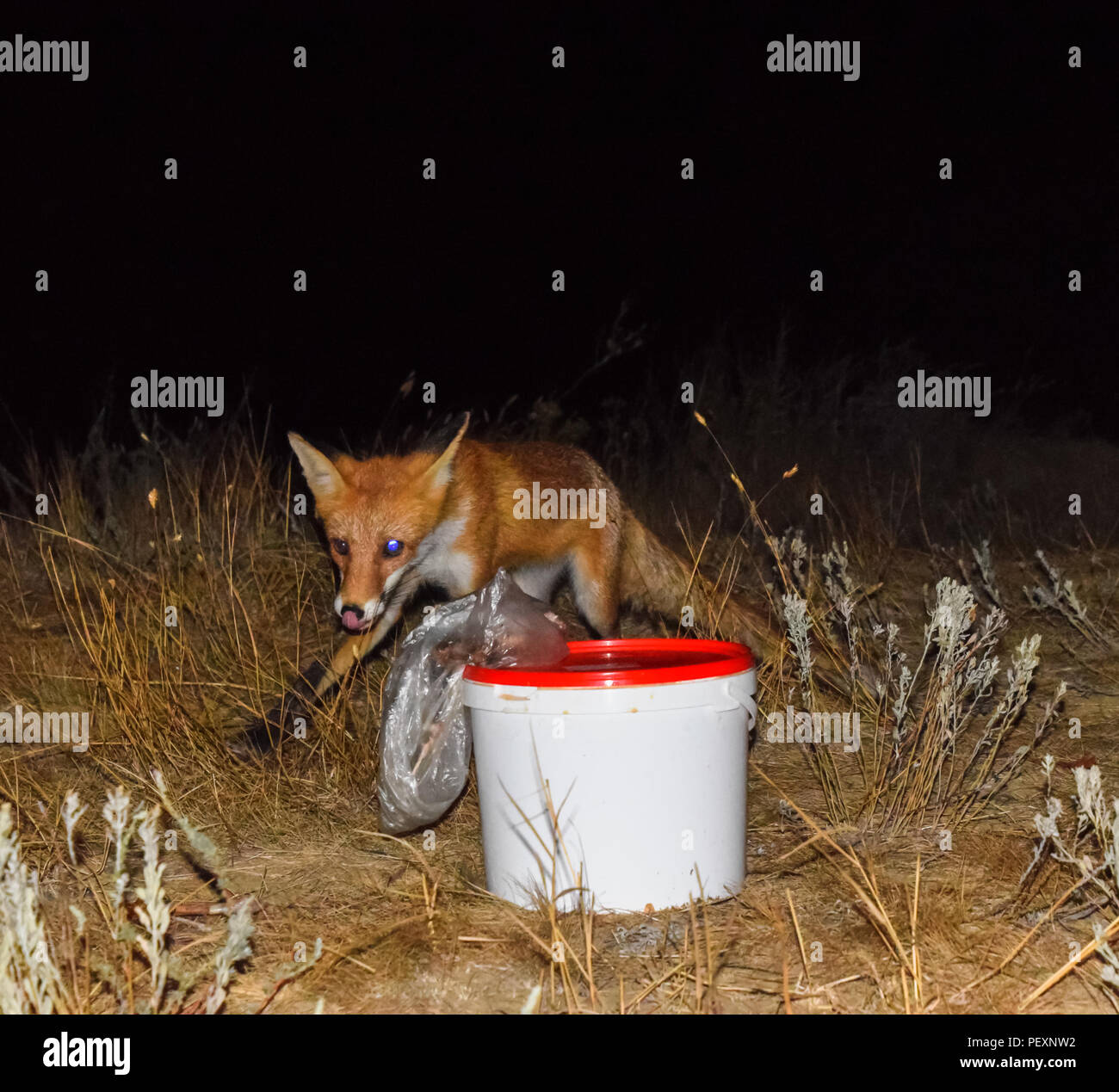 The fox at night is looking for food. The fox is next to a white bucket ...