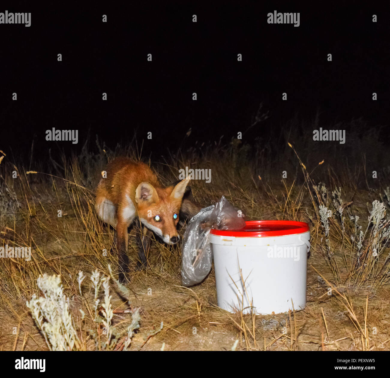 The fox at night is looking for food. The fox is next to a white bucket ...