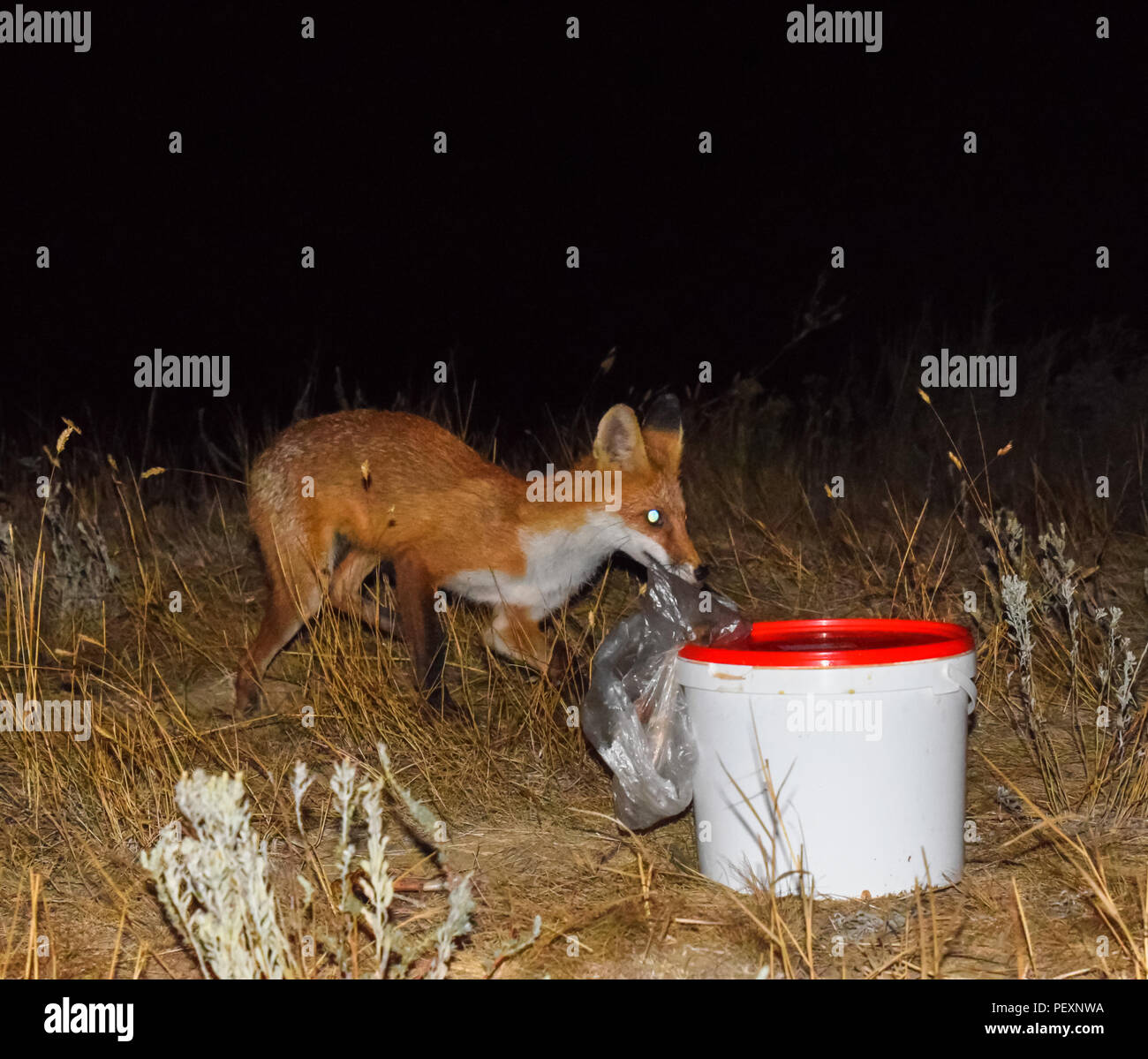 The fox at night is looking for food. The fox is next to a white bucket ...
